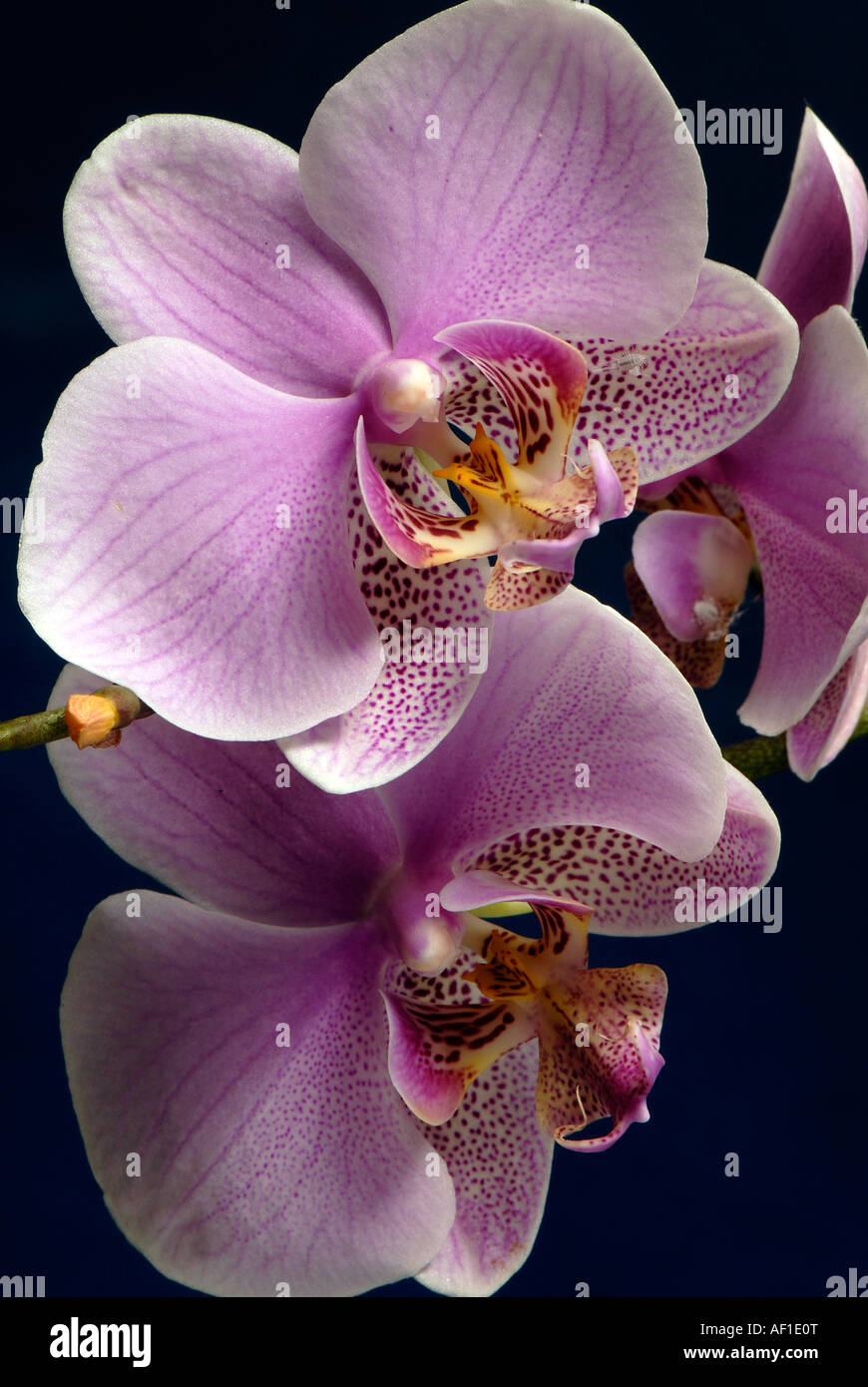 Pink Moth Orchid flowers Stock Photo - Alamy