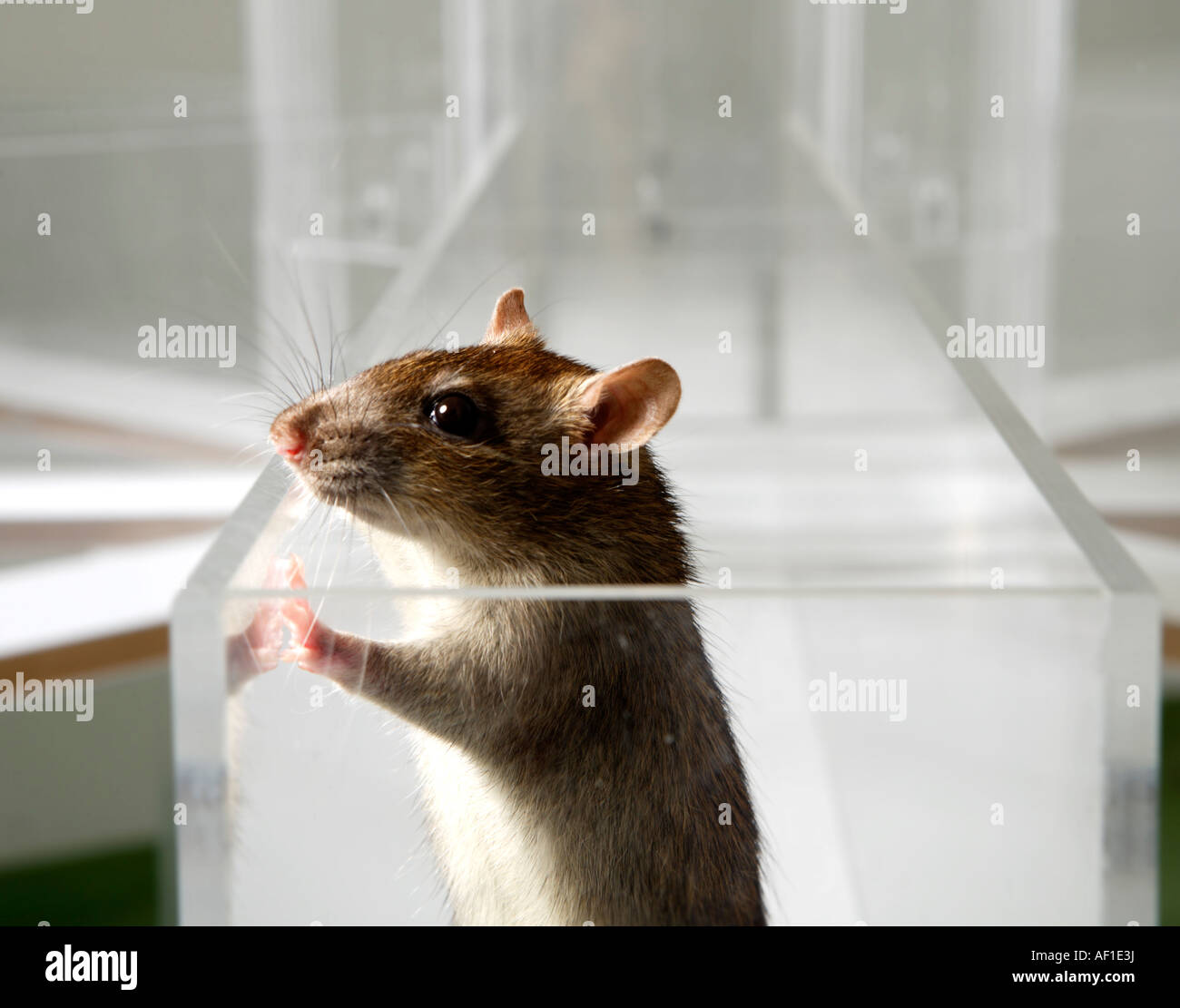 Lab Rat in psychology experiment glass maze in a science laboratory ...