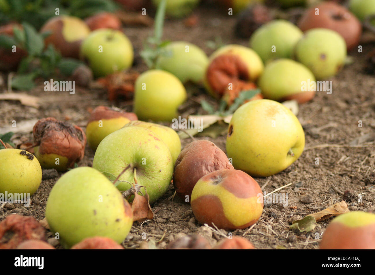 Dropped apples hi-res stock photography and images - Alamy