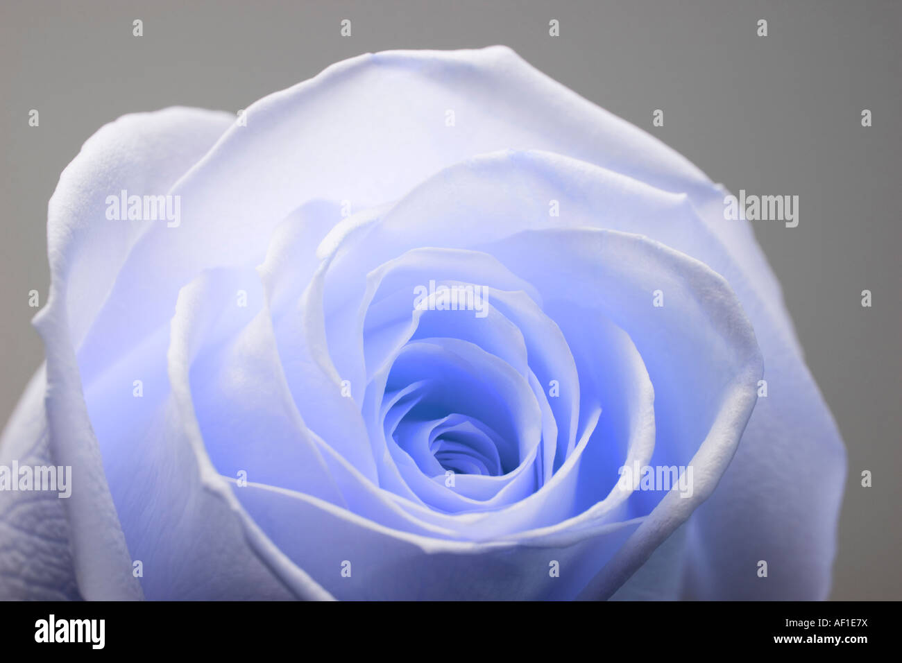 A pale blue Rose Stock Photo - Alamy