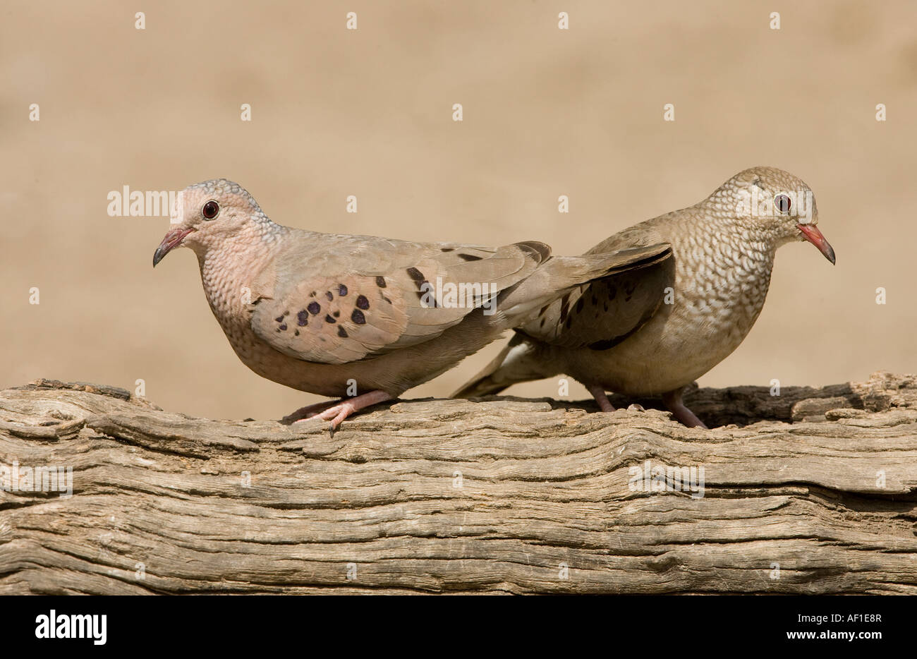 Common Ground Doves Stock Photo - Alamy