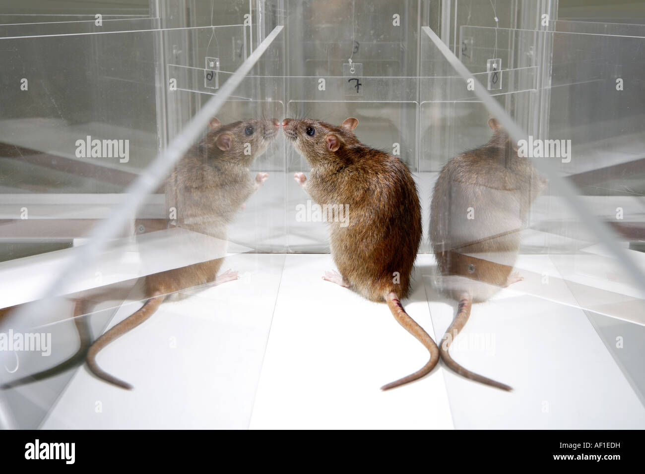 Lab Rat in psychology experiment glass maze in a science laboratory ...