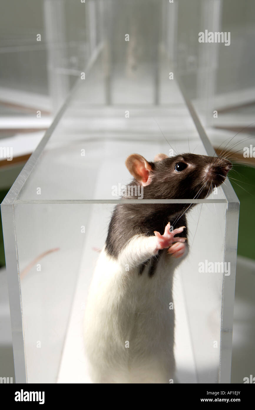 Lab Rat in psychology experiment glass maze in a science laboratory Stock Photo - Alamy
