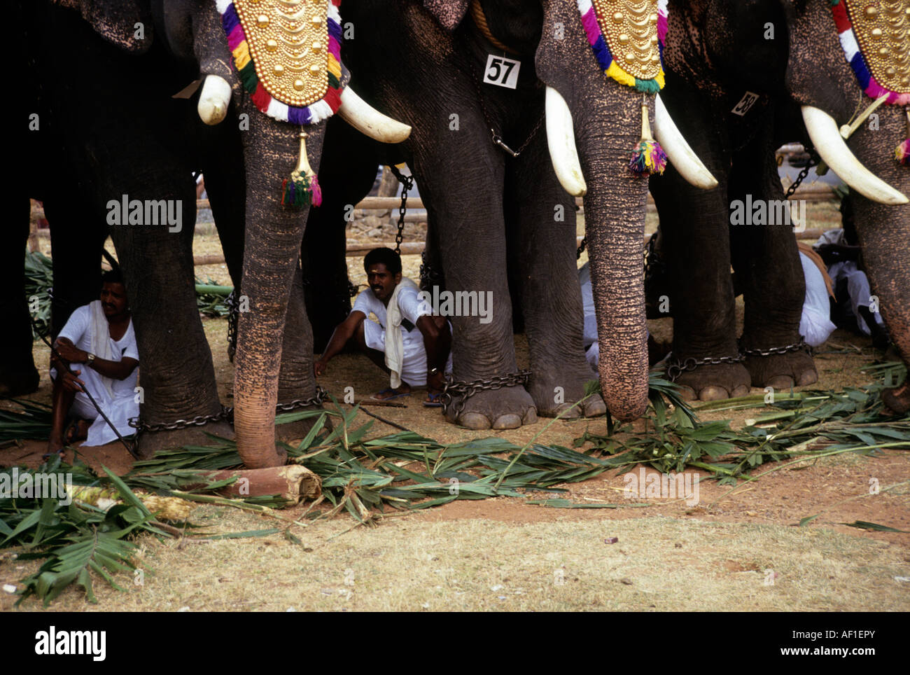 South India Kerala Trichur Elephant Festival Stock Photo - Alamy
