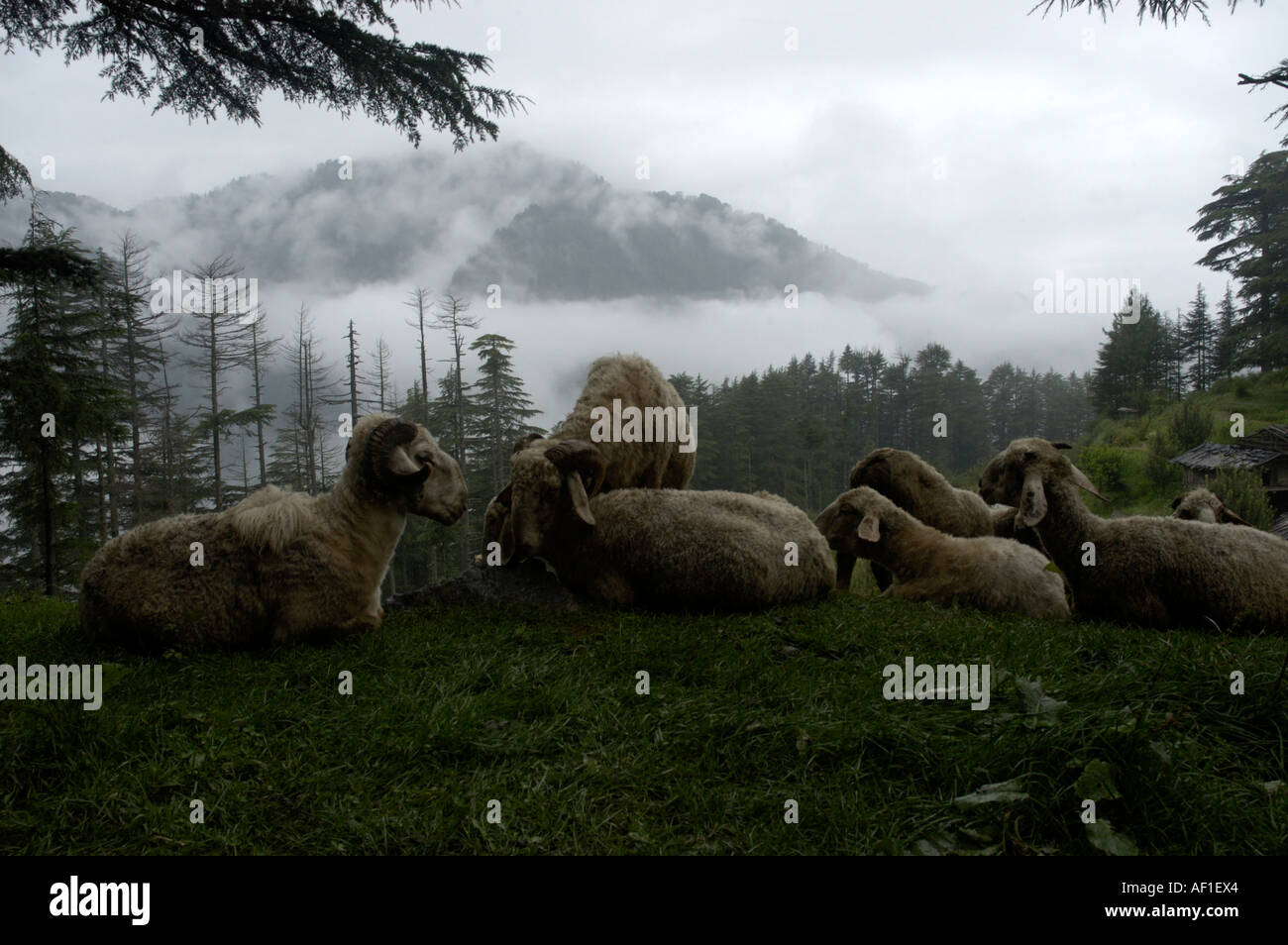 LANDSCAPE OF CHAKRATA IN UTTARANCHAL INDIA Stock Photo - Alamy