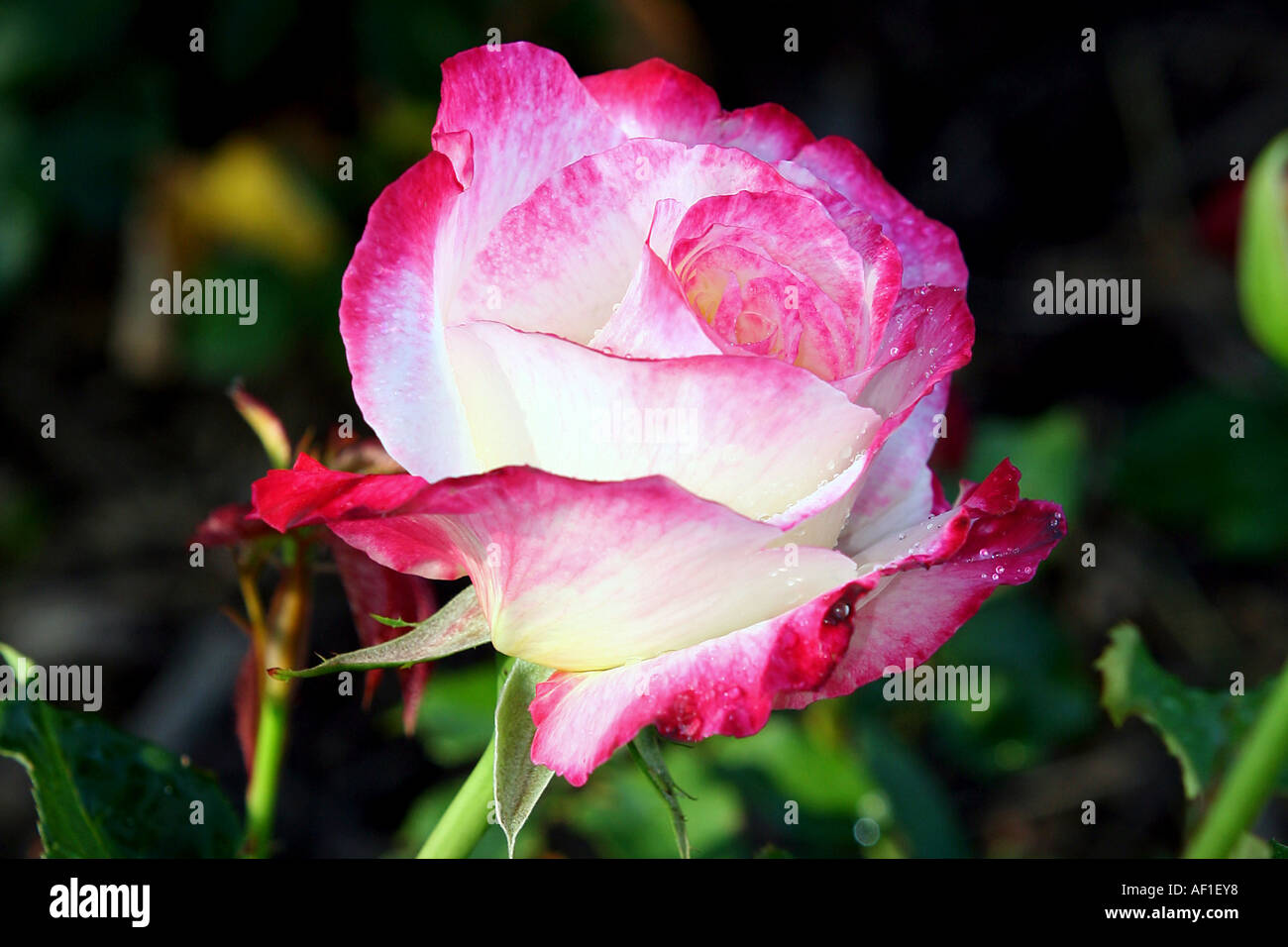 A Double Delight Hybrid Tea rose Stock Photo - Alamy