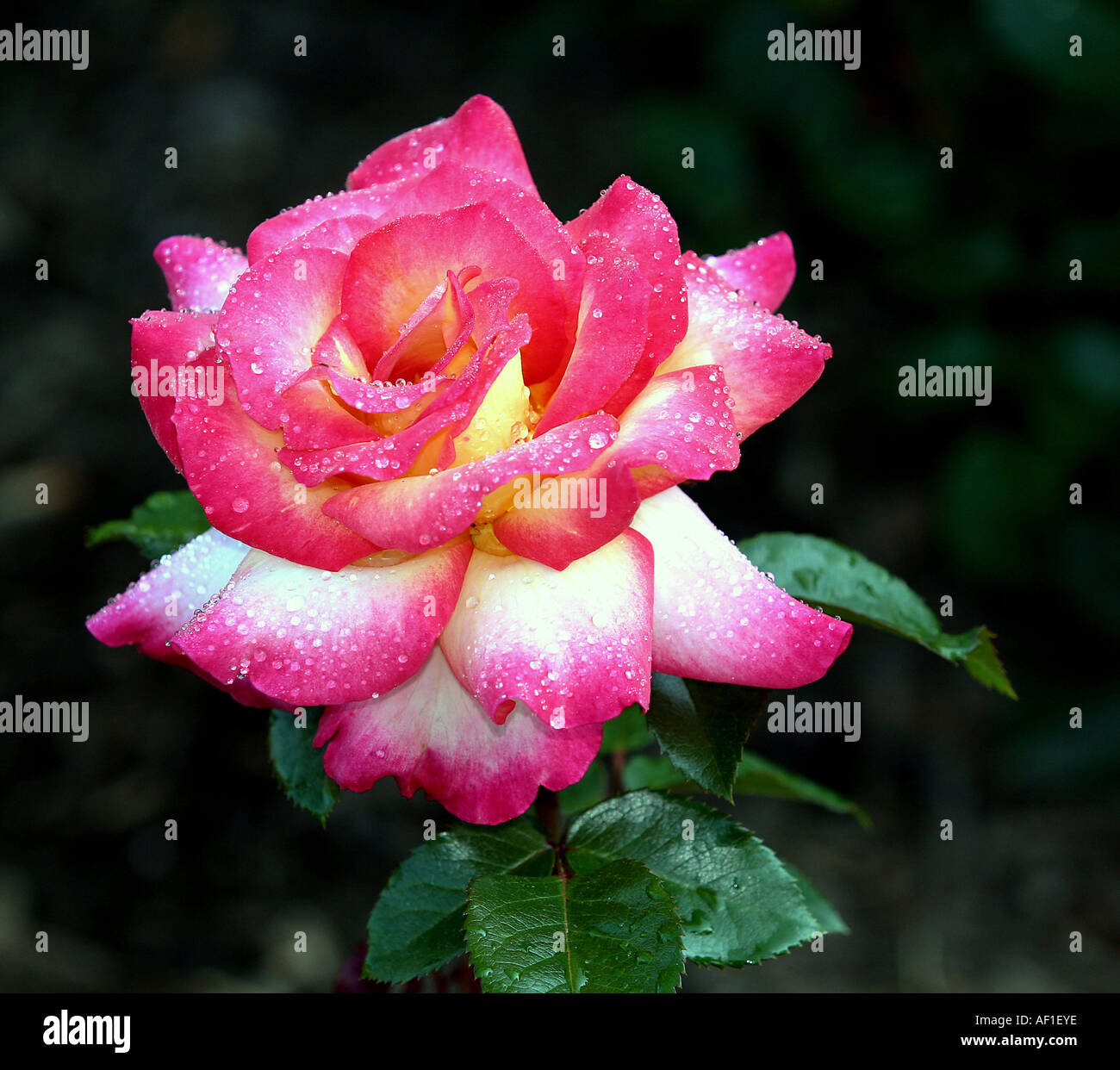 American Beauty Rose Petals