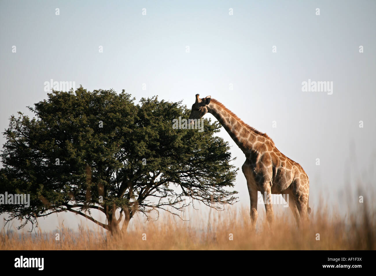 Giraffe eating from tree Stock Photo - Alamy