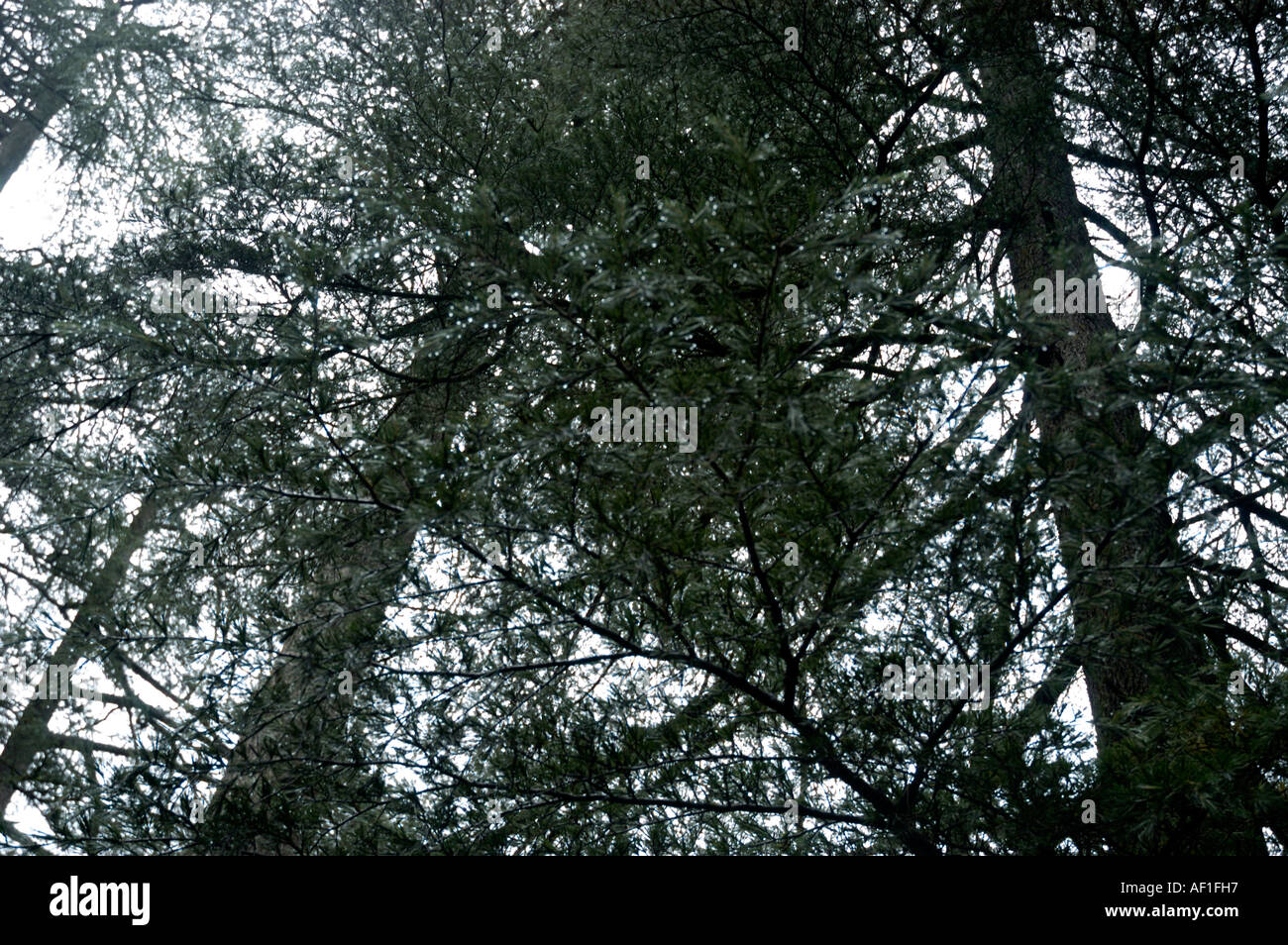 Mesh of foliage hi-res stock photography and images - Alamy