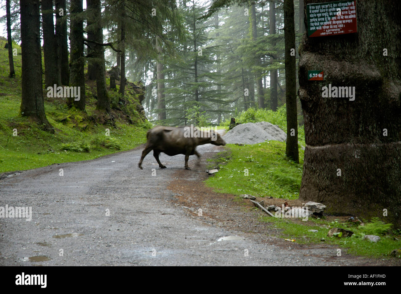 LANDSCAPE OF CHAKRATA IN UTTARANCHAL INDIA Stock Photo - Alamy