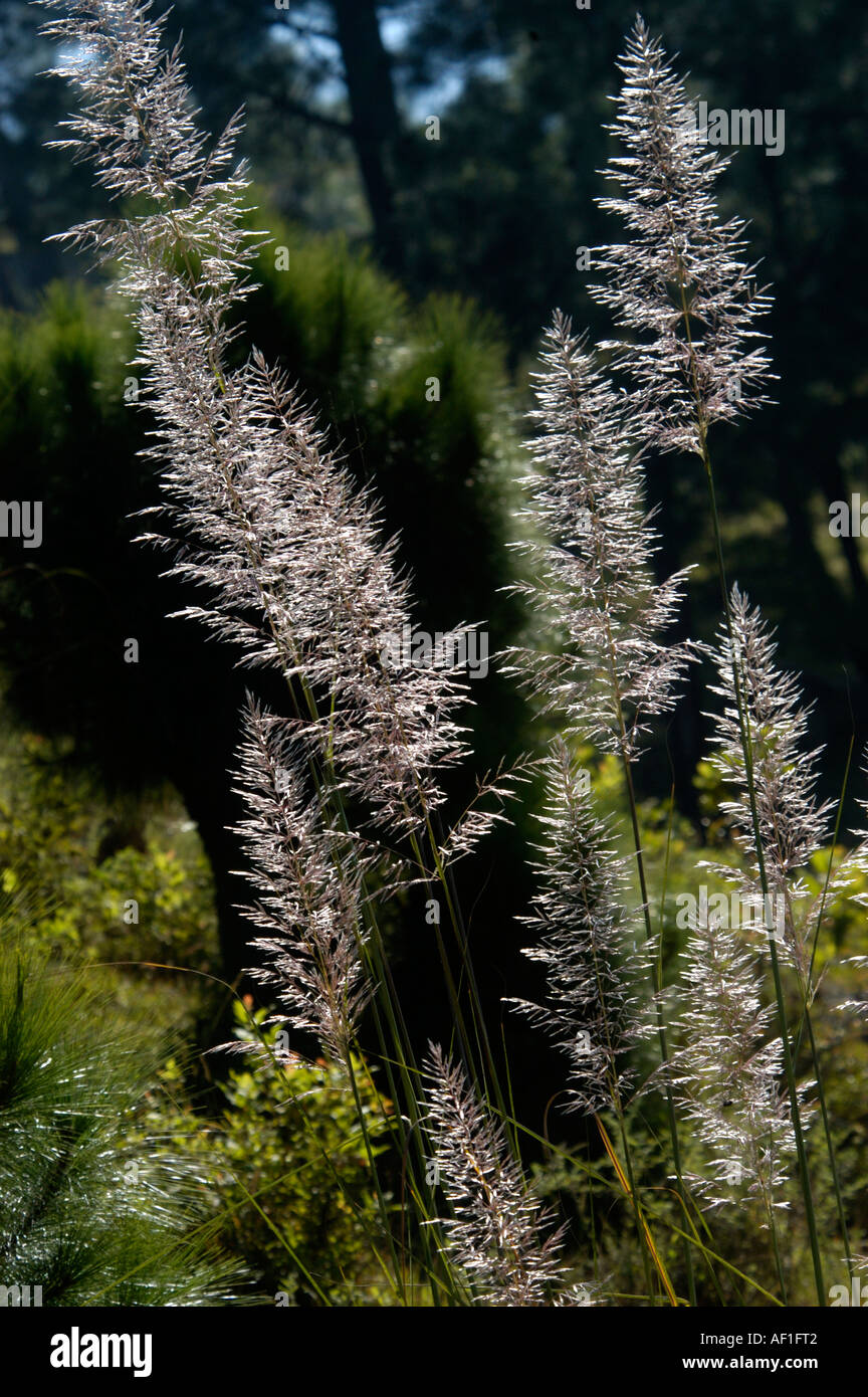 Bristle grass hi-res stock photography and images - Alamy