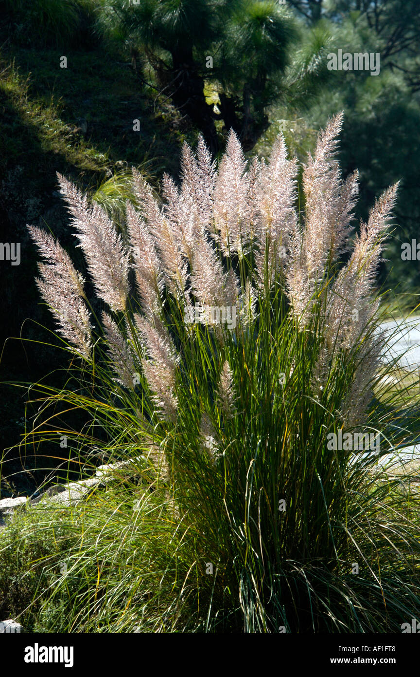 Feathery bristles hi-res stock photography and images - Alamy