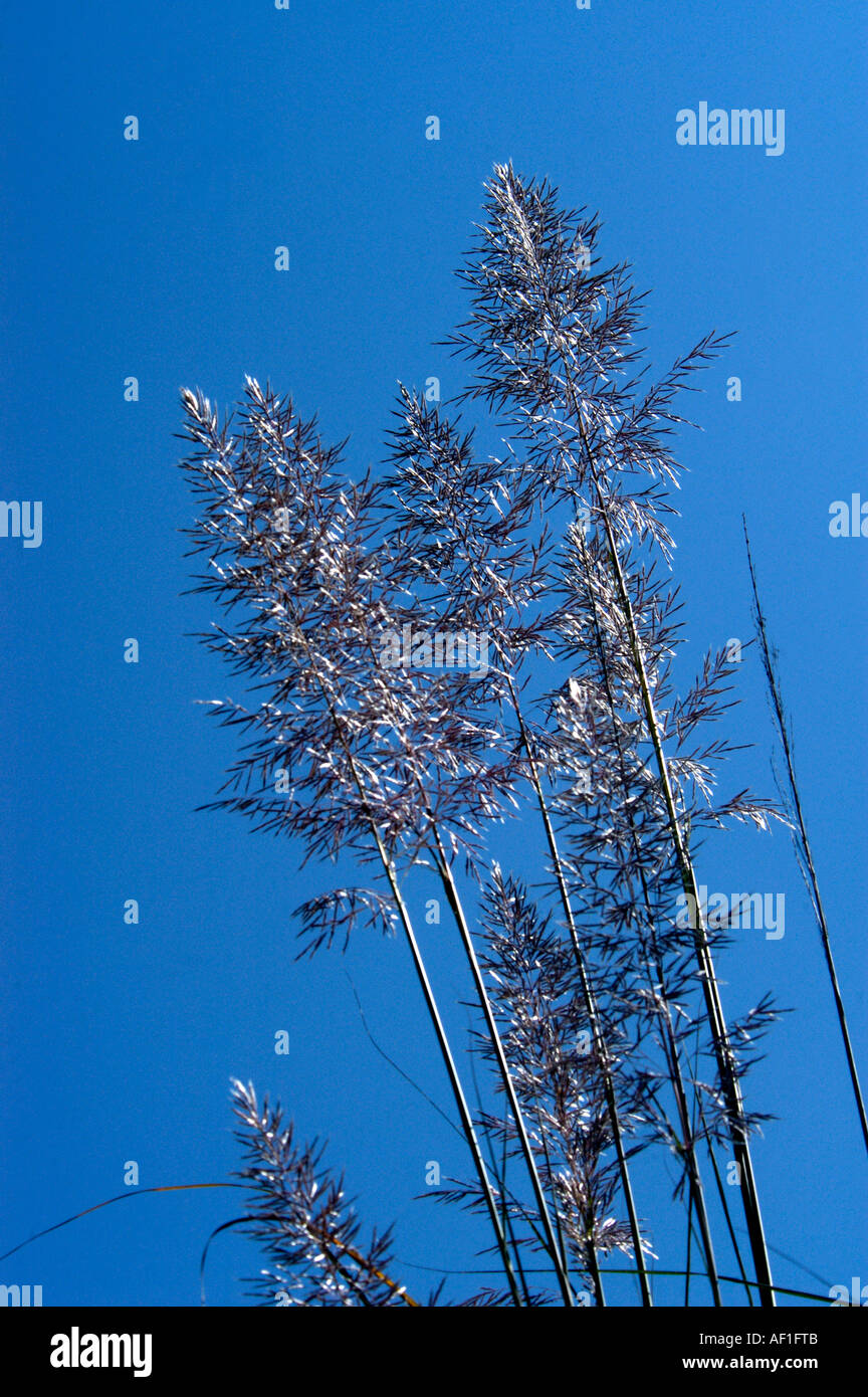 Feathery bristles hi-res stock photography and images - Alamy