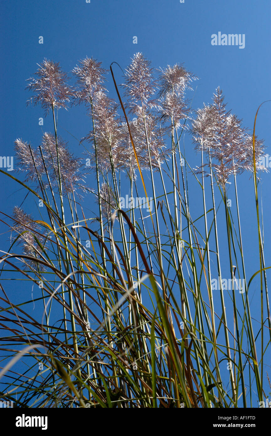 Bristle grass hi-res stock photography and images - Alamy