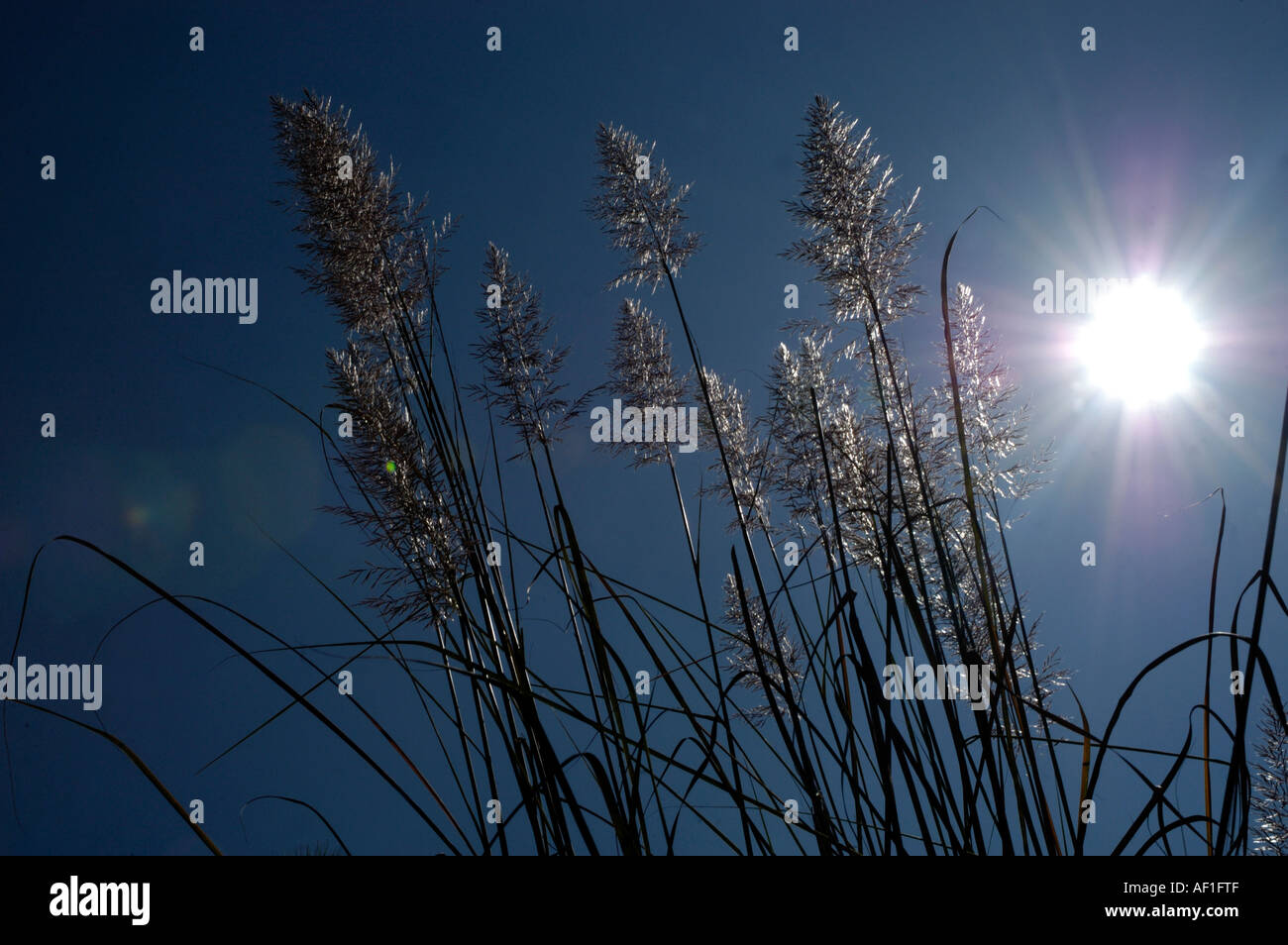 Feathery bristles hi-res stock photography and images - Alamy