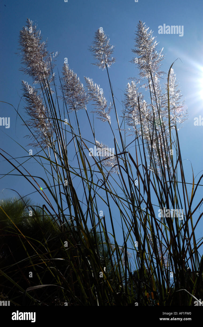Feathery bristles hi-res stock photography and images - Alamy