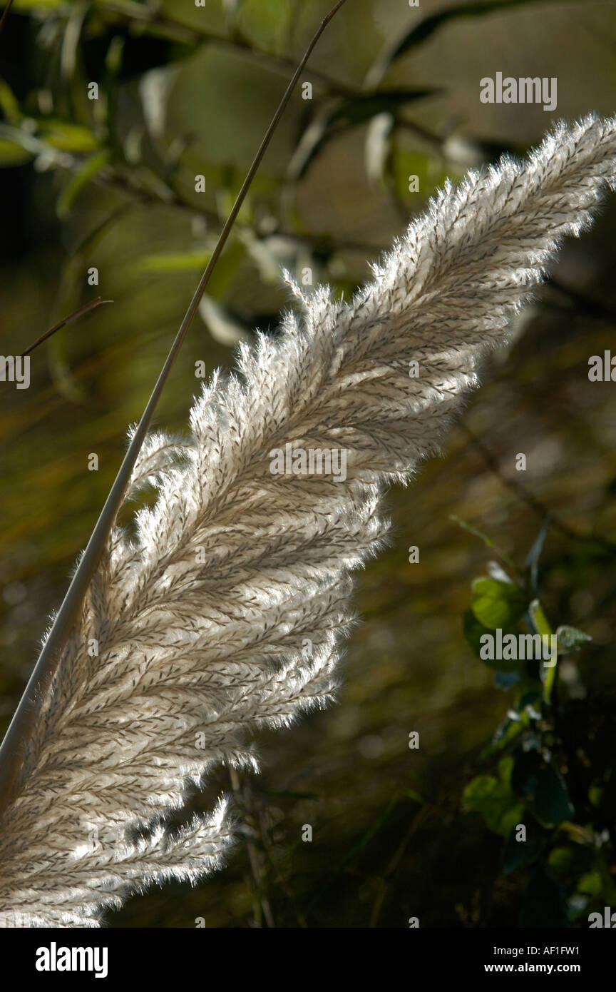 Silky bent grass hi-res stock photography and images - Alamy