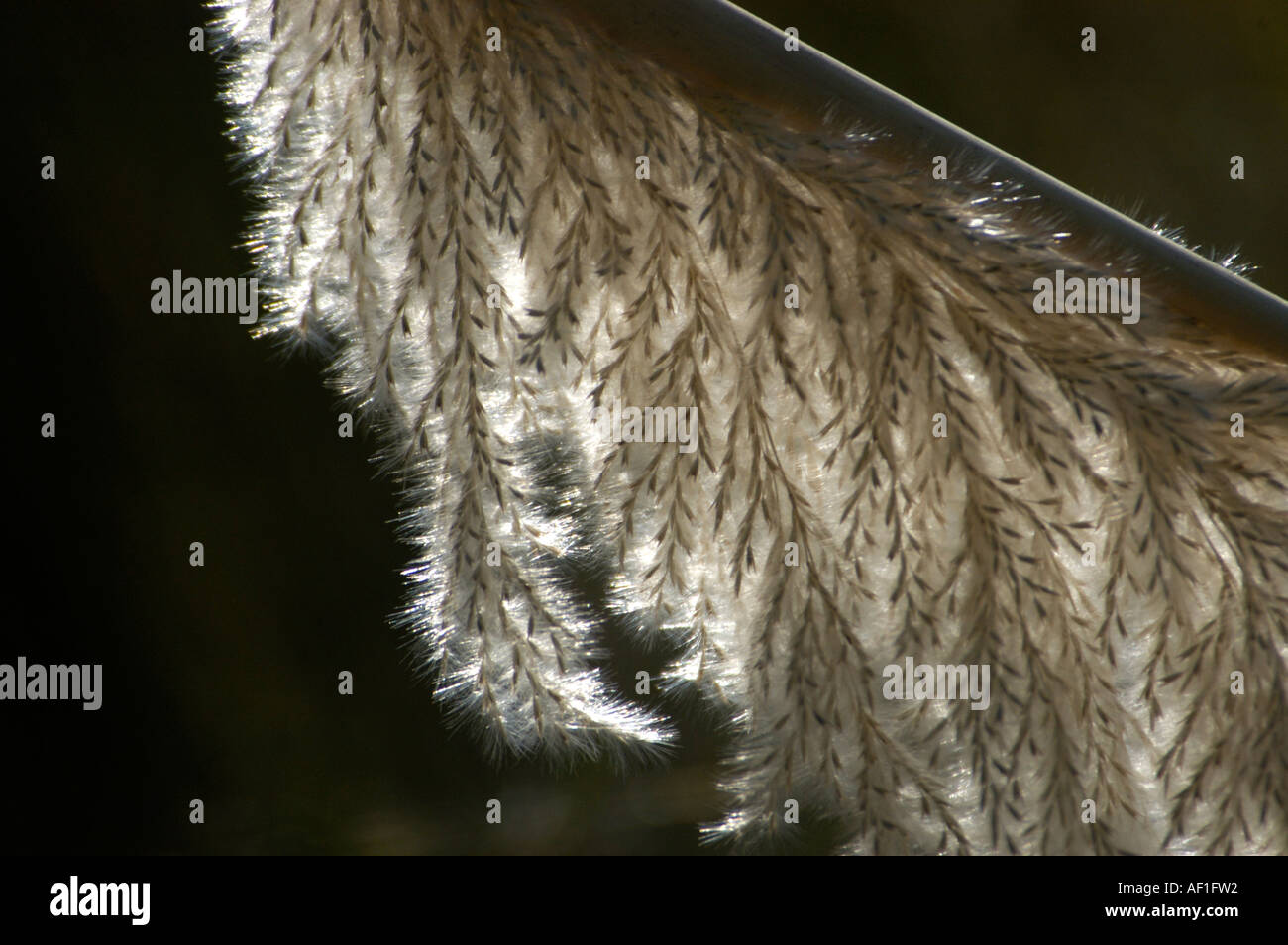 Bristle grass hi-res stock photography and images - Alamy