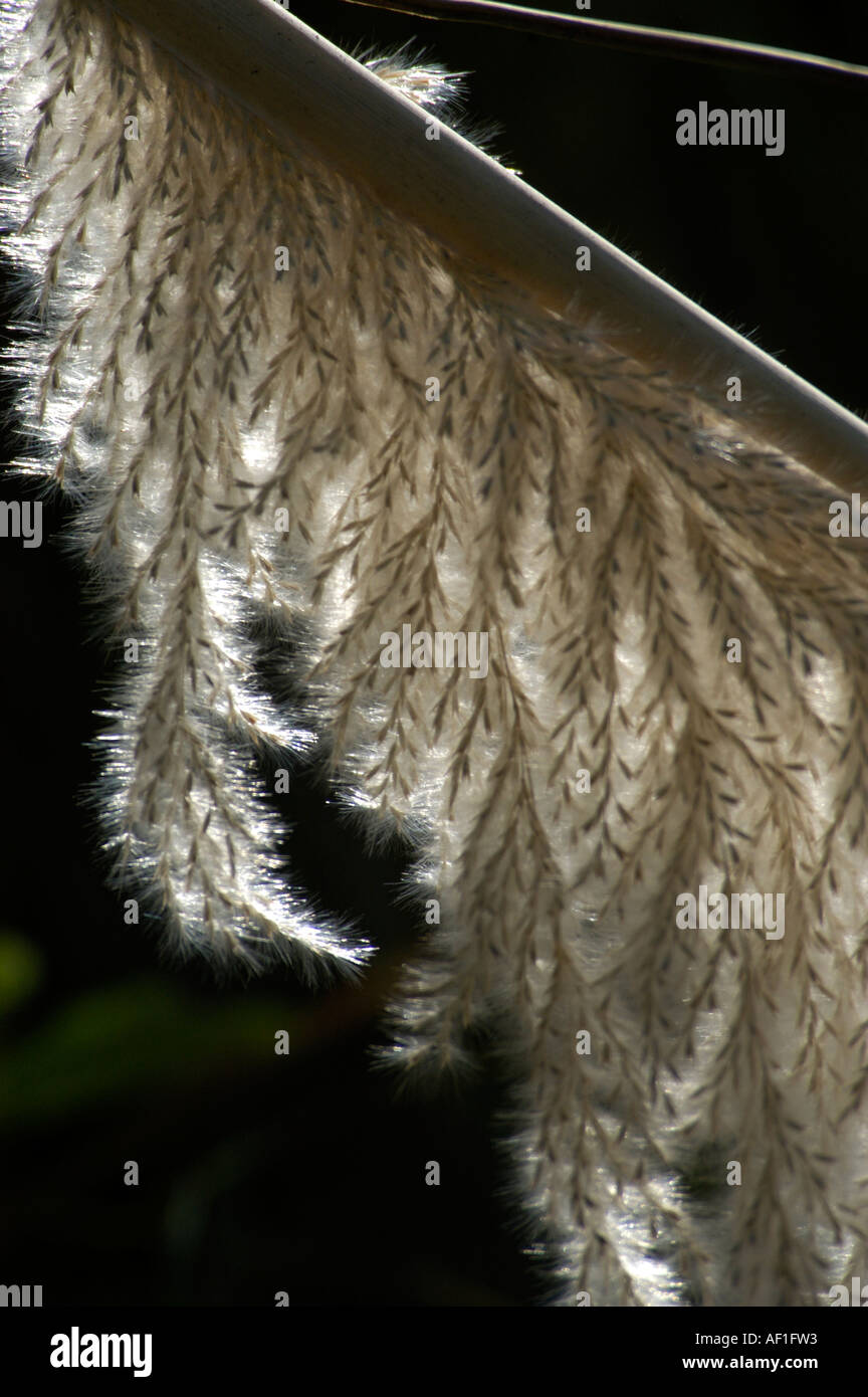 Feathery bristles hi-res stock photography and images - Alamy
