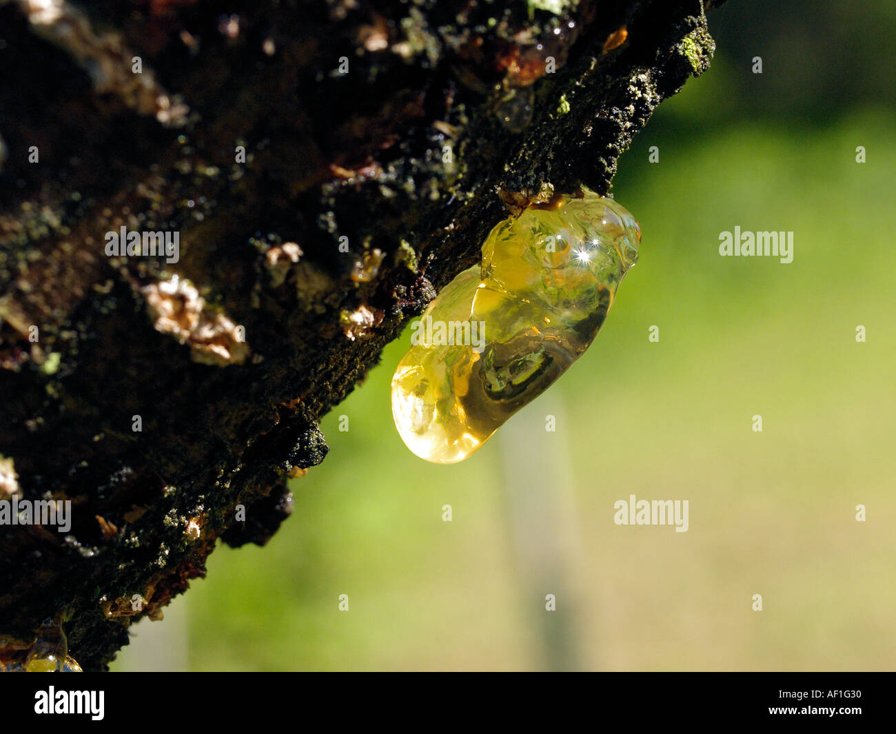 Sap leaches out of a peach tree and forms sticky globules Stock Photo ...