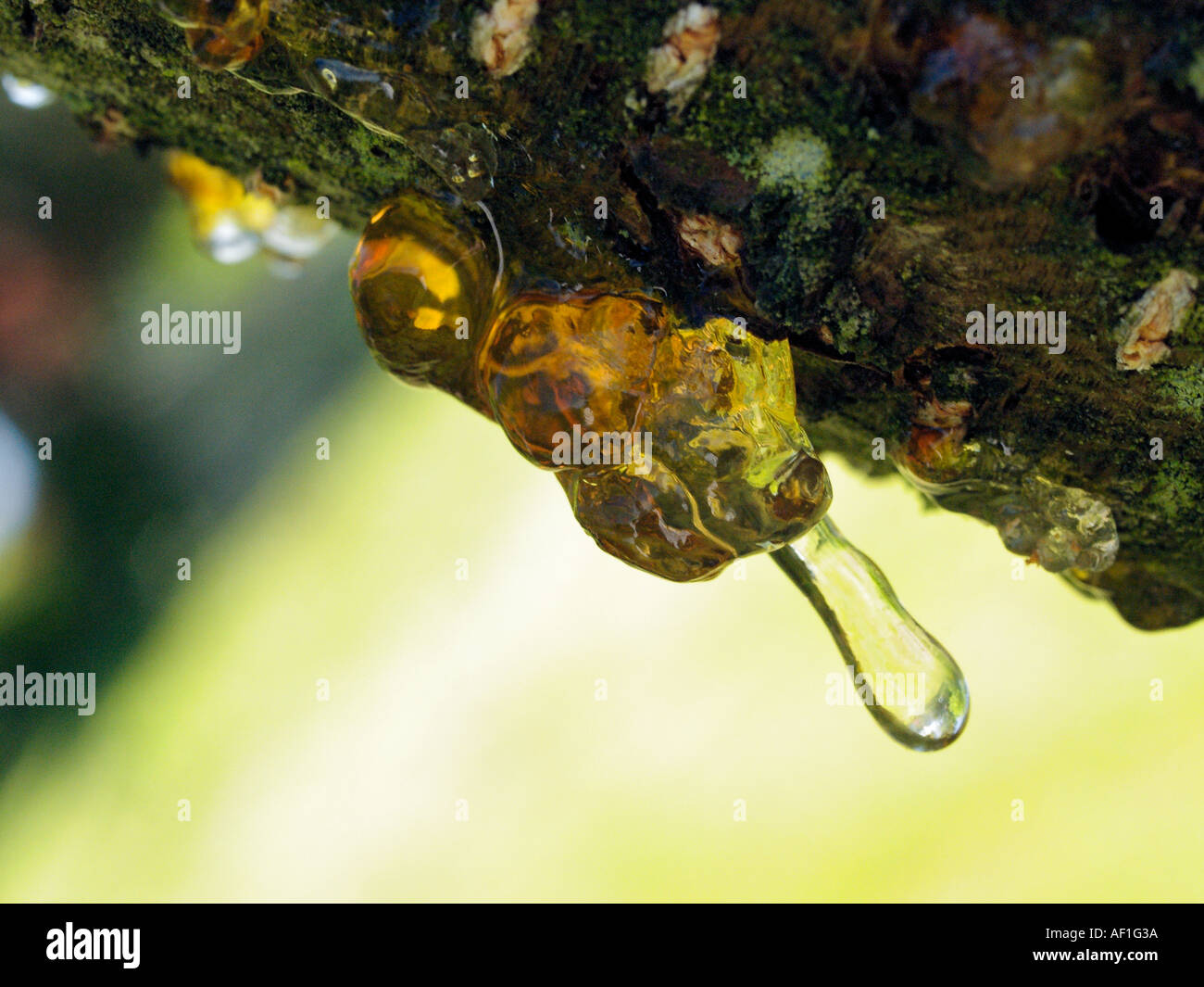 Leaches hi-res stock photography and images - Alamy