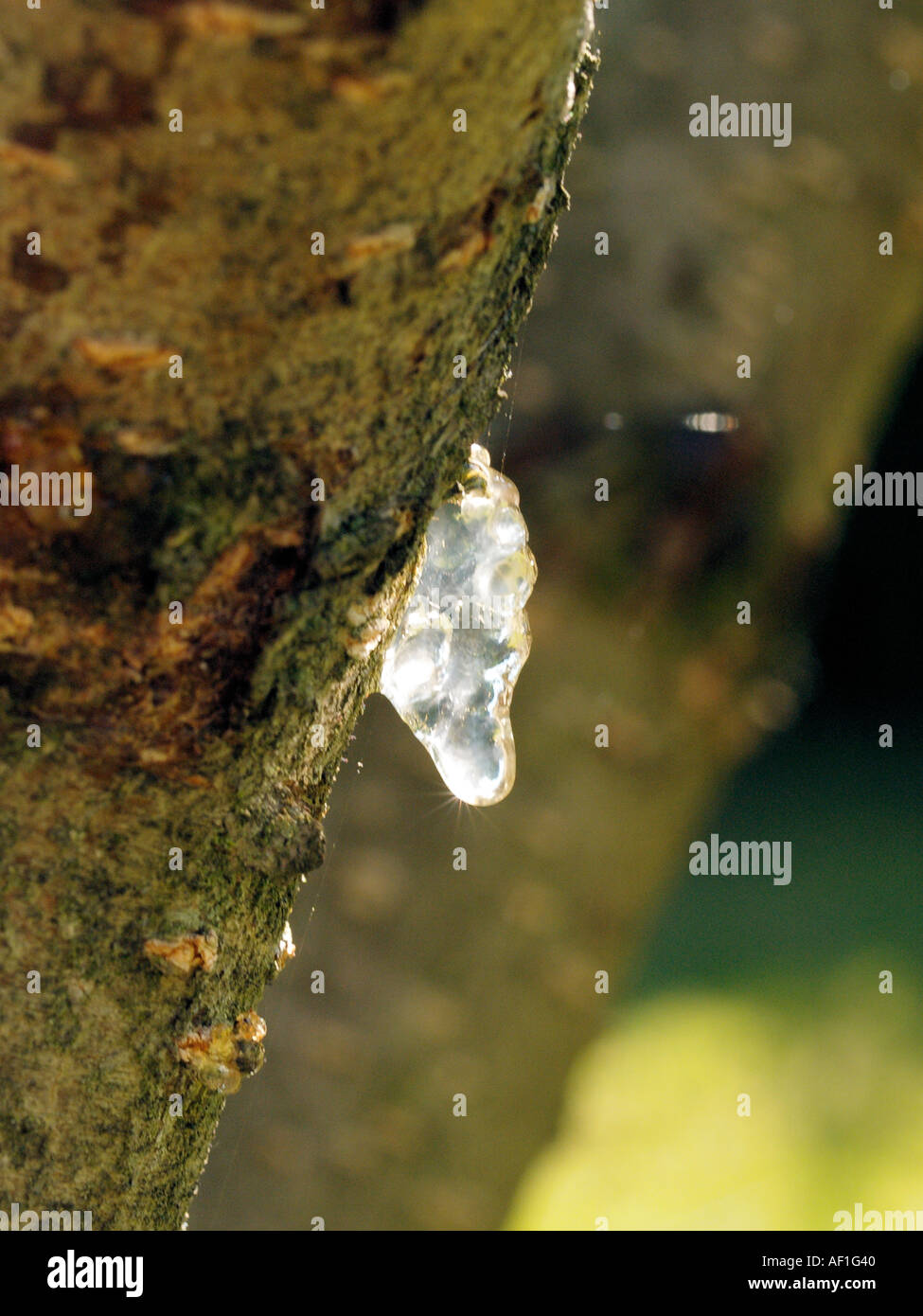 Sap leaches out of a peach tree and forms sticky globules Stock Photo ...