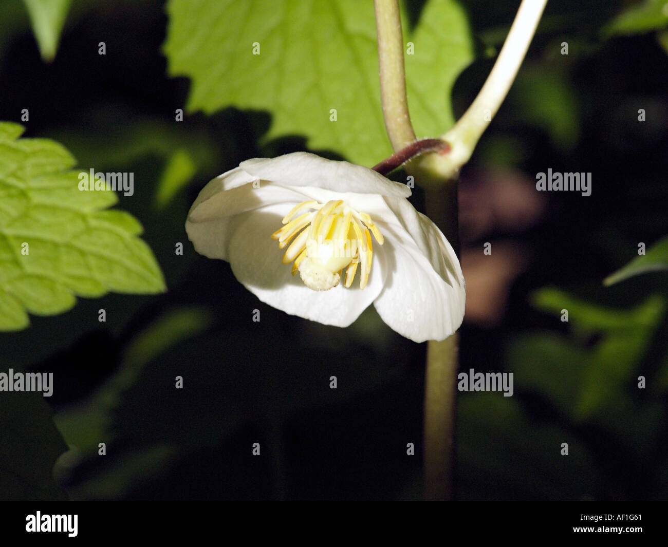 Mandrake flower hi-res stock photography and images - Alamy