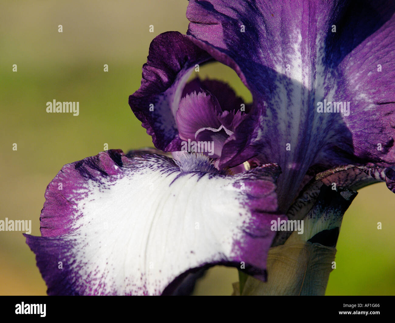 Detail view of Bearded Iris Stock Photo - Alamy