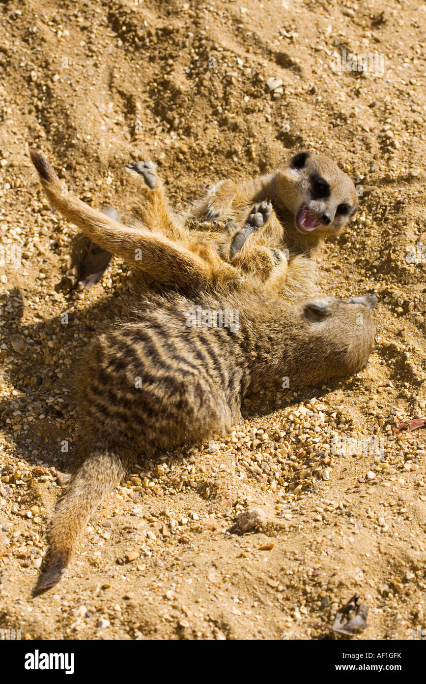 Two Meerkats playing Stock Photo - Alamy