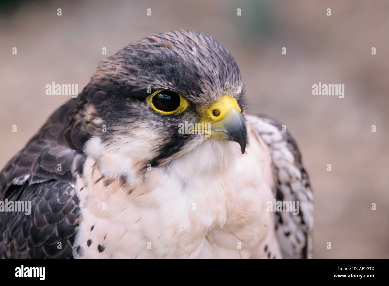 Head and shoulders of a Saker Falcon (Falco cherrug Stock Photo - Alamy