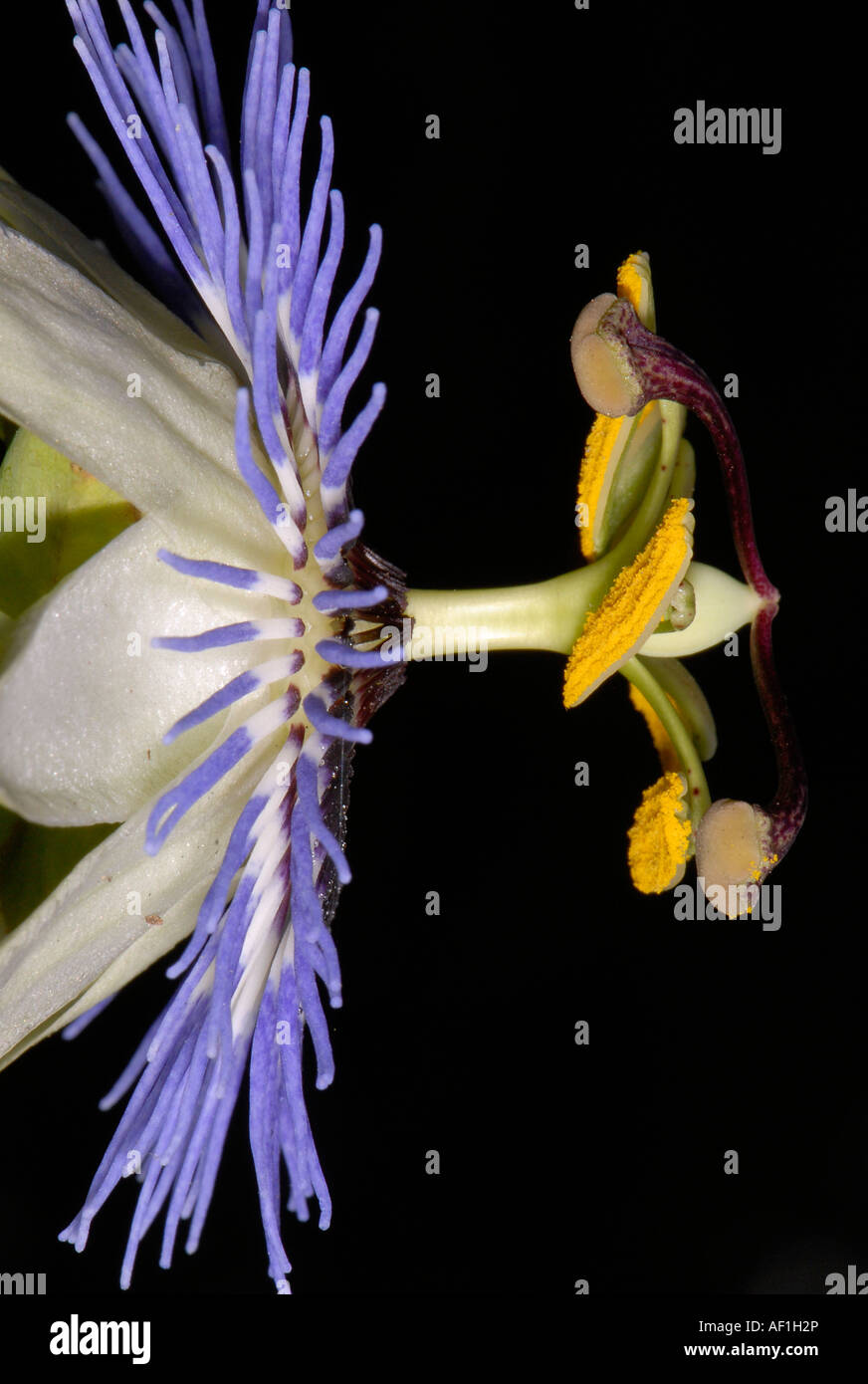 Passion Flower side view Stock Photo - Alamy