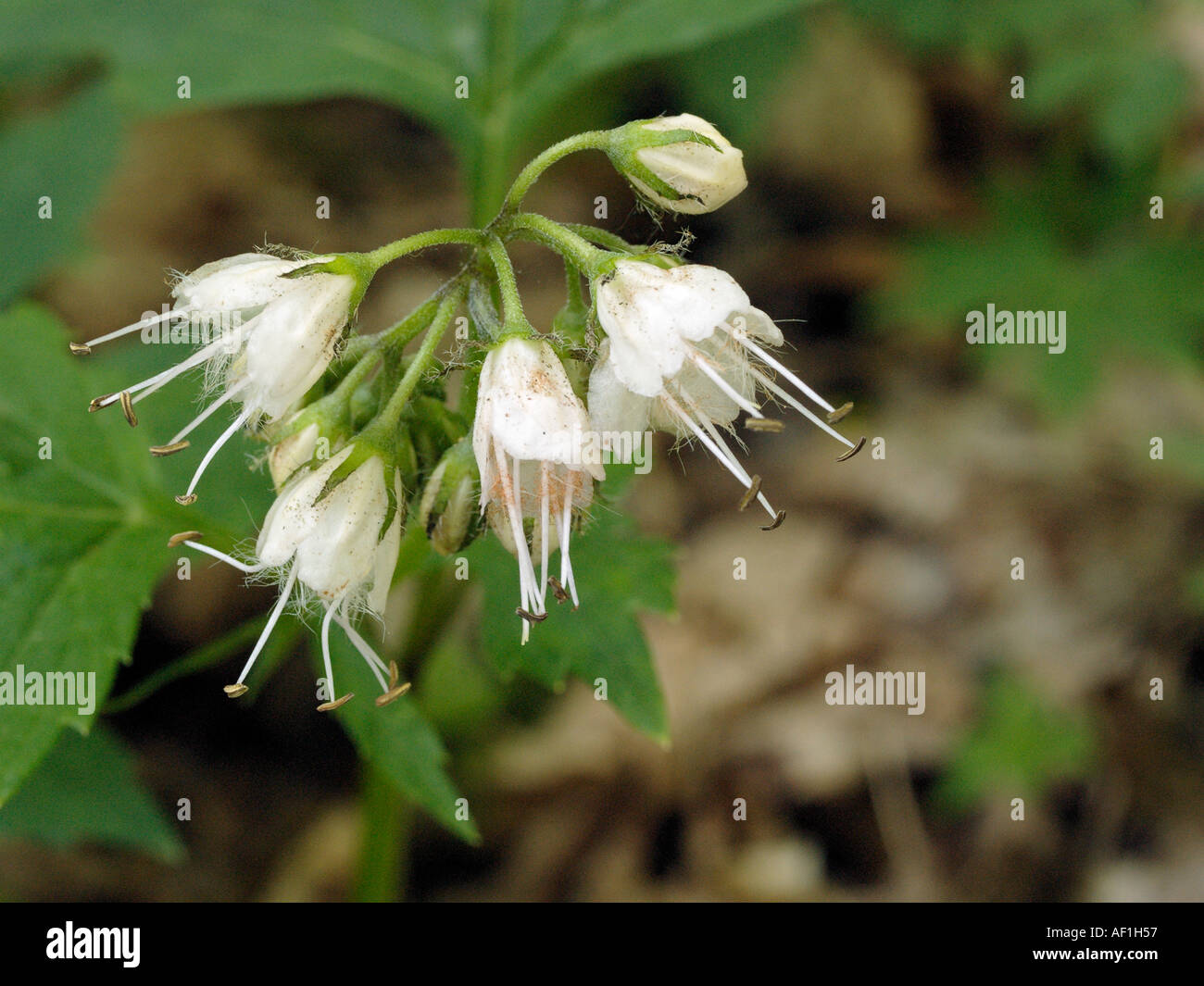 Virginia bell flower hi-res stock photography and images - Alamy