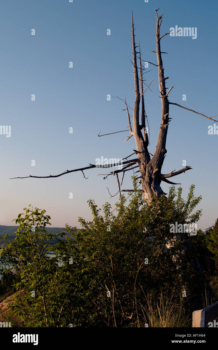 Twisted old dead tree at the top of Empire Bluffs in Northwestern ...