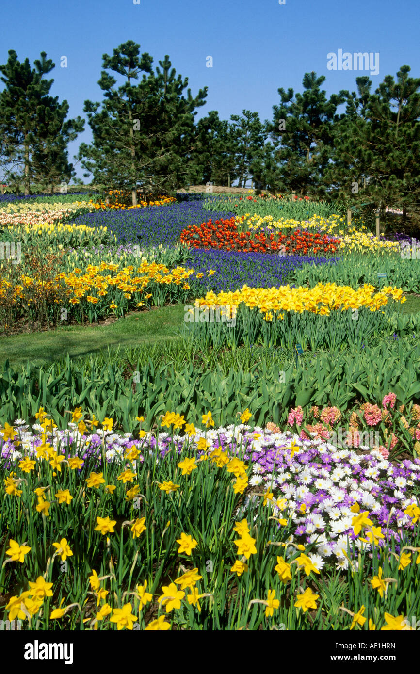 Flowering beds with Dafodills, Tulips and Greek Windflower at Keukenhof ...