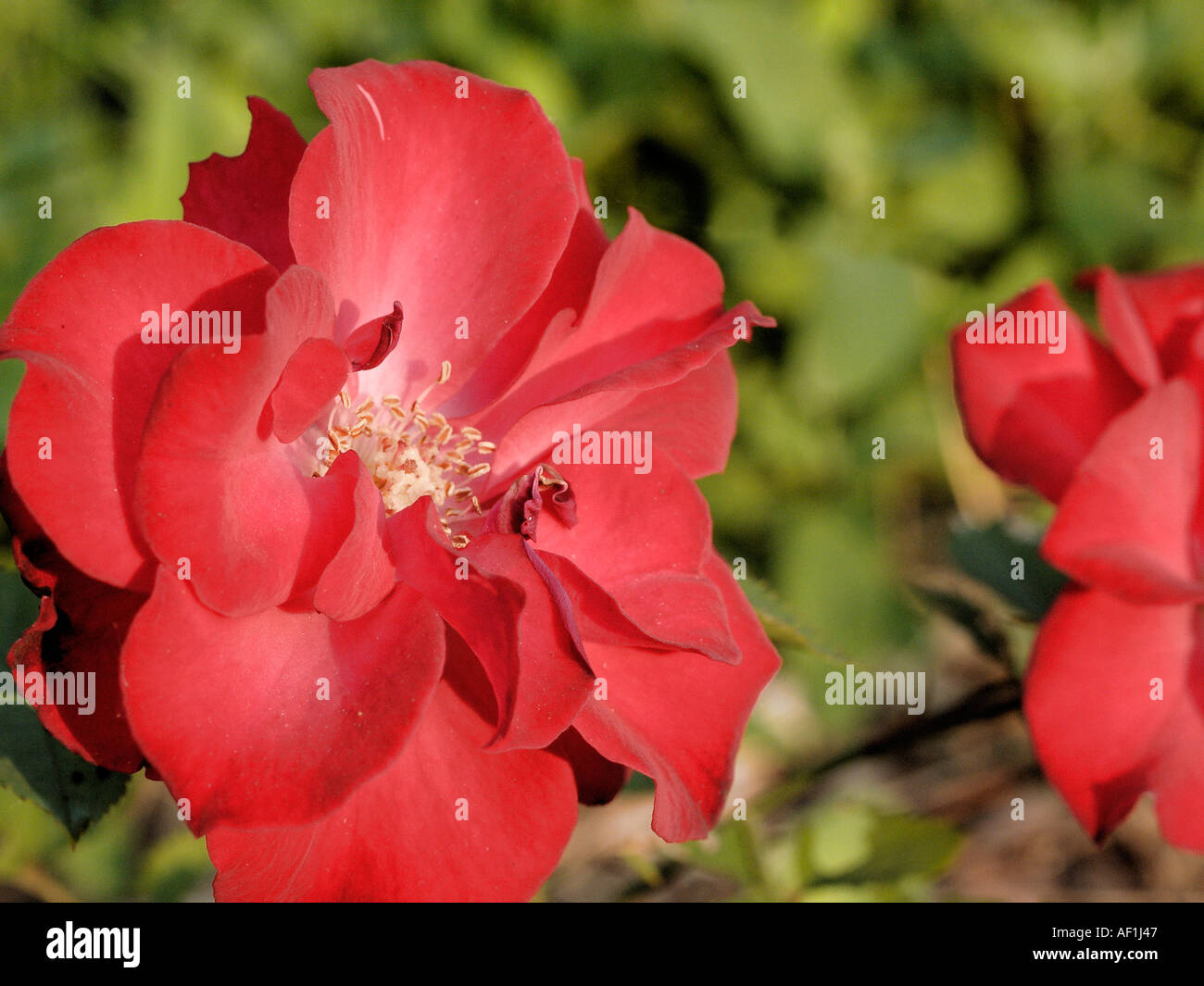 Red rose blossom taken in early morning sunshine Stock Photo - Alamy