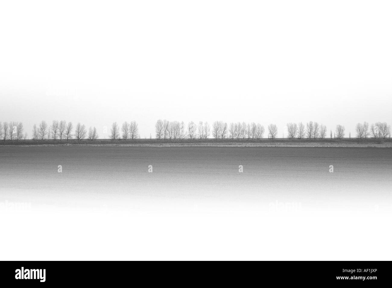 Horizon of trees Stock Photo - Alamy