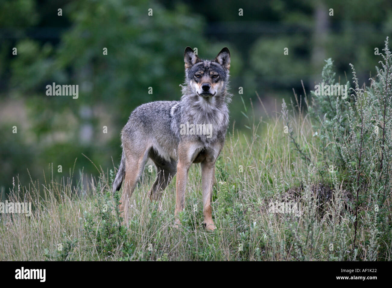 Grey wolf europe canis hi-res stock photography and images - Alamy