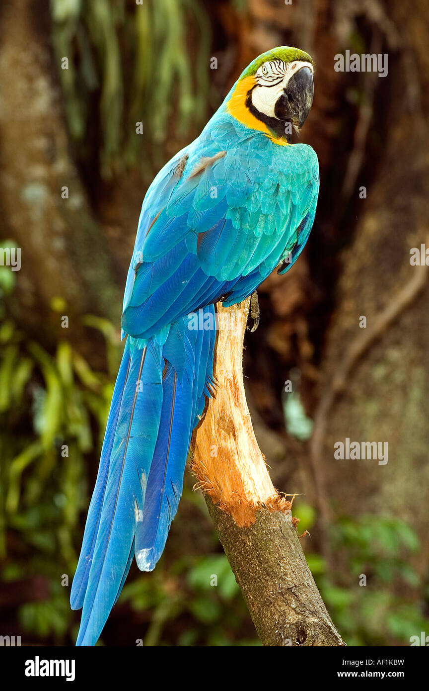 Macaw on a branch Stock Photo, Royalty Free Image: 13801788 - Alamy
