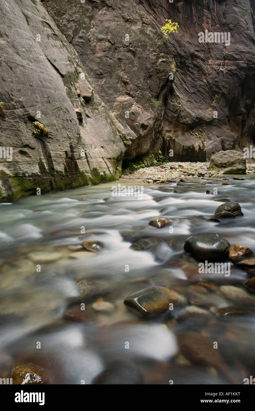 Autumn stream Zion national park Stock Photo - Alamy
