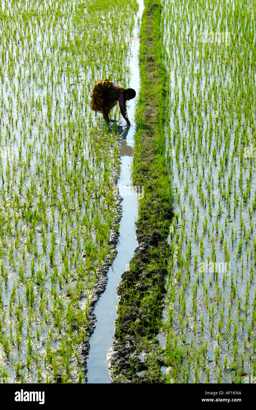Traditional paddy fields hi-res stock photography and images - Alamy