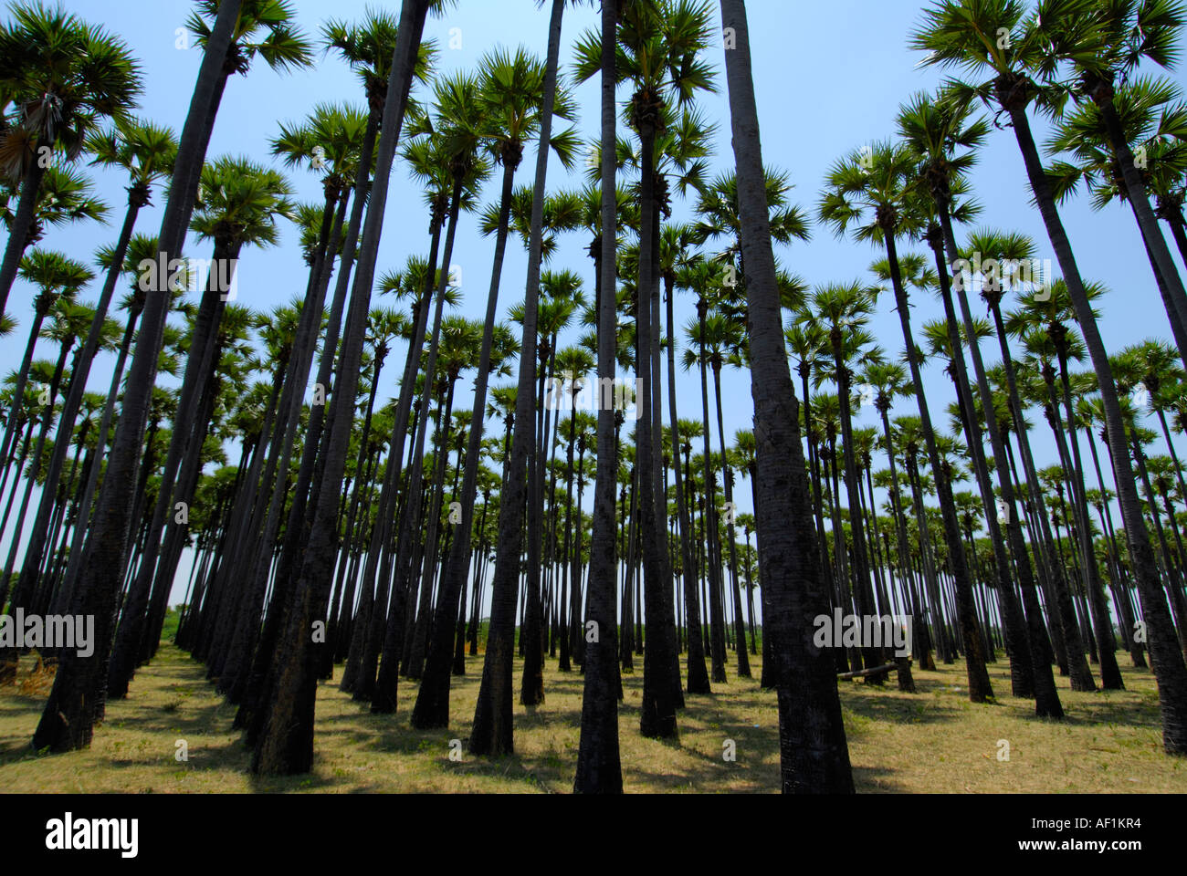 Palm trees of tamilnadu hi-res stock photography and images - Alamy