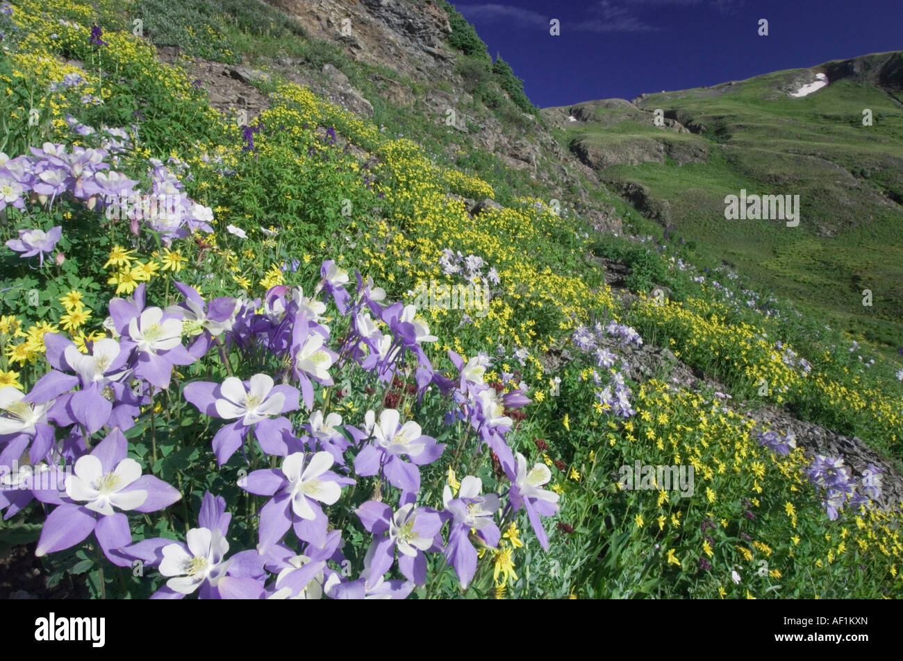 Wildflowers in alpine meadow Blue Columbine Aquilegia coerulea ...