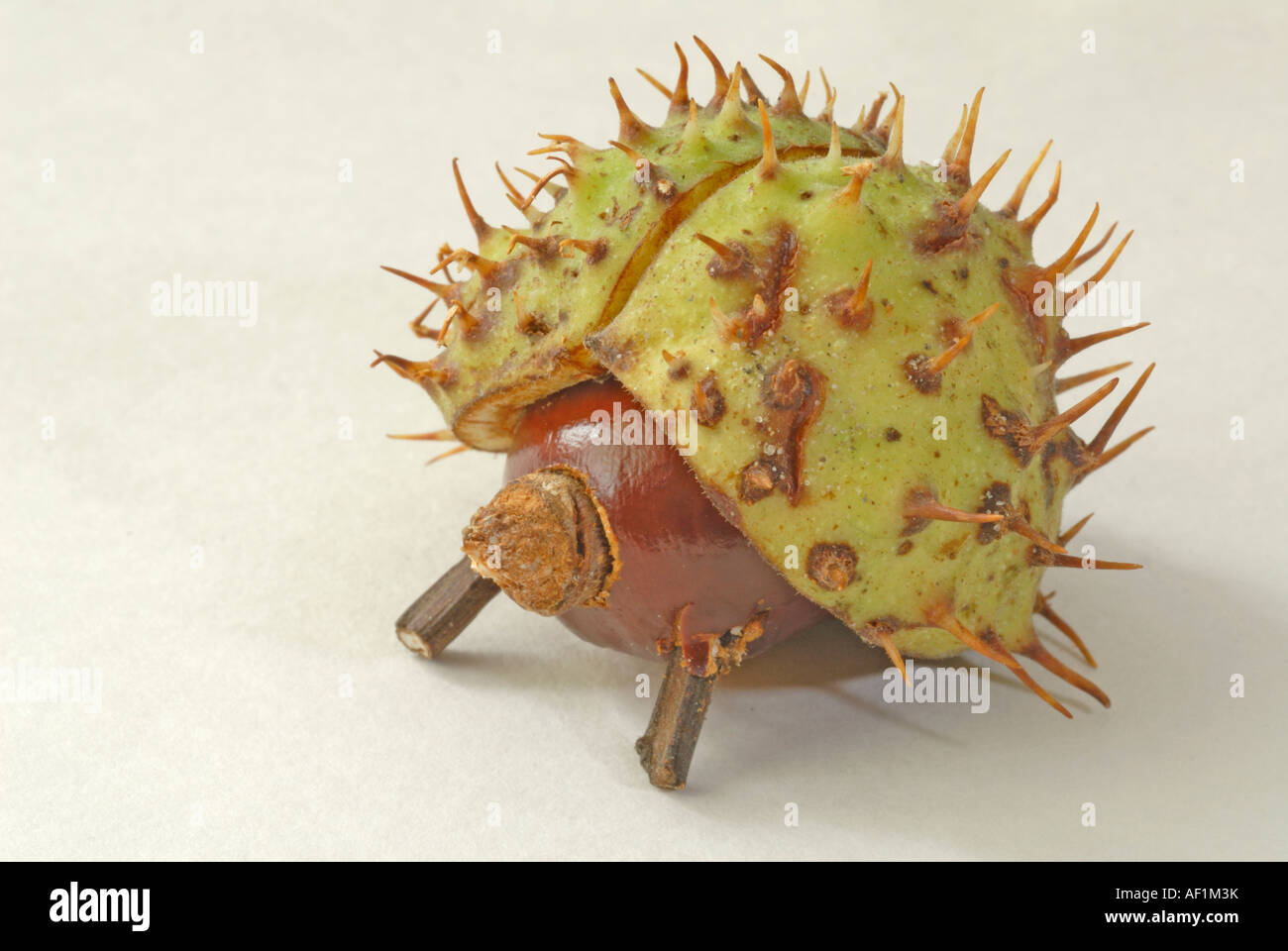 Animal figure (hedgehog) made of Horse Chestnuts (Aesculus ...