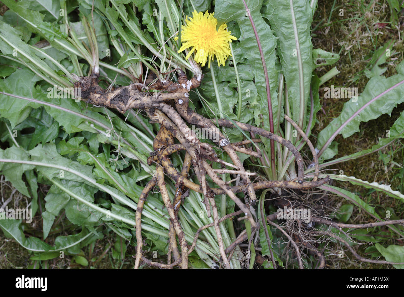 Dandelion roots hi-res stock photography and images - Alamy