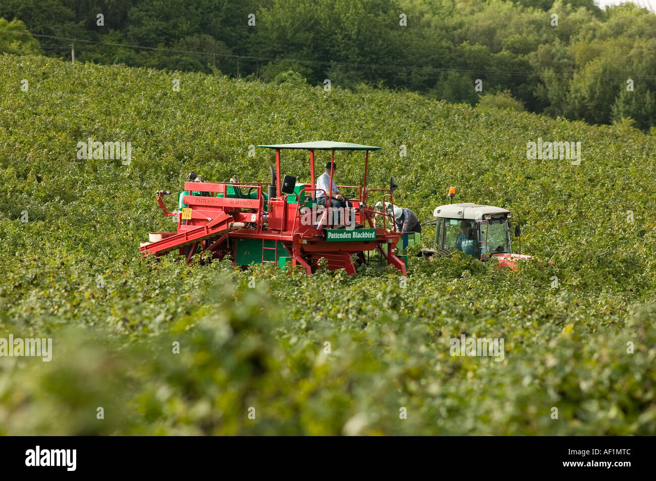eastern european migrant workers harvesting english blackcurrants Stock ...