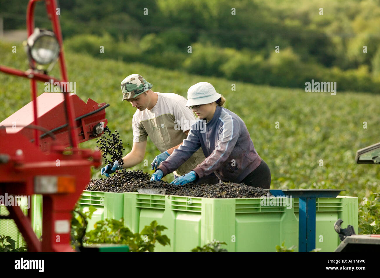 Harvesting blackcurrants uk hi-res stock photography and images - Alamy