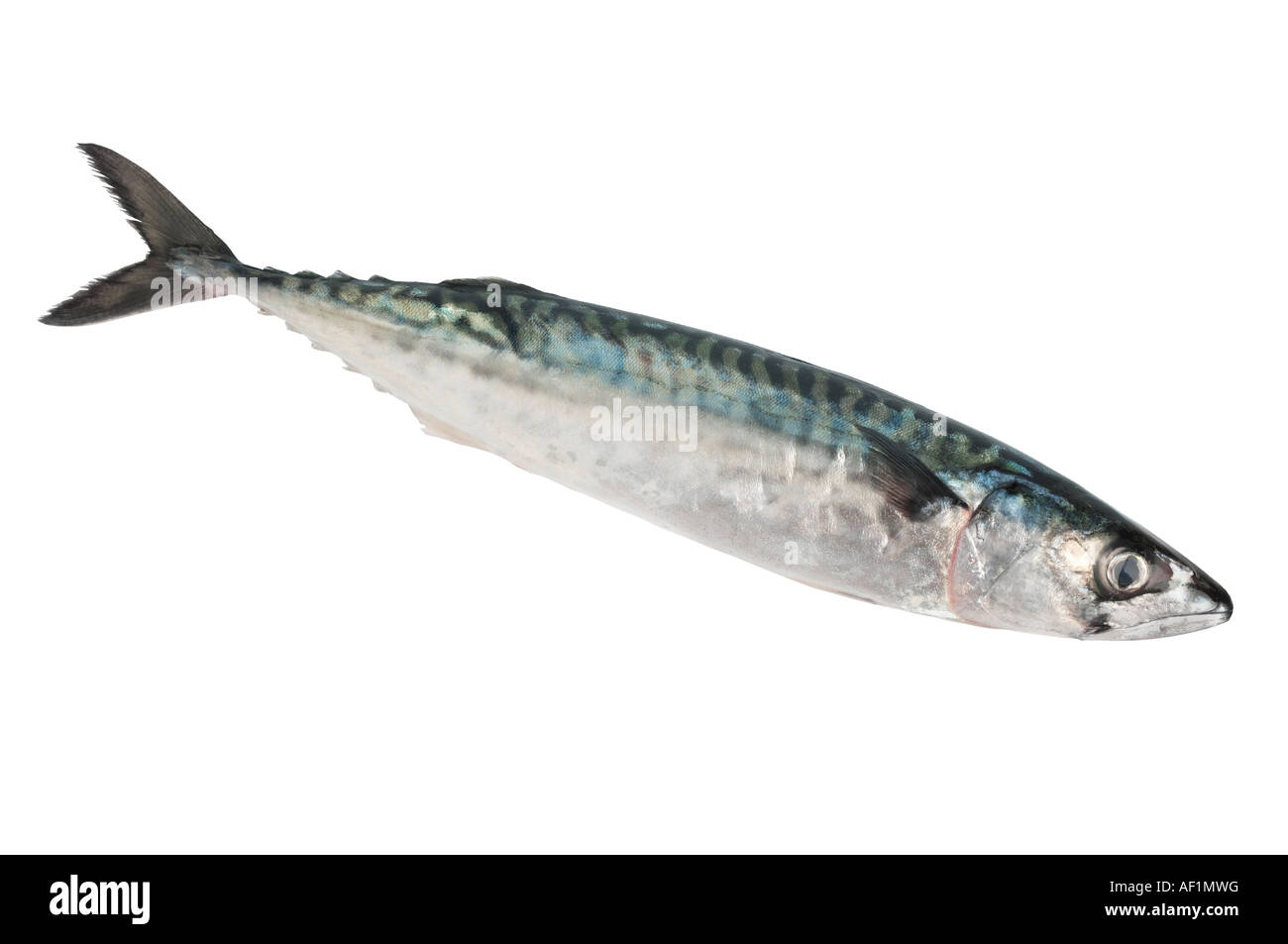 Mackrel hi-res stock photography and images - Alamy