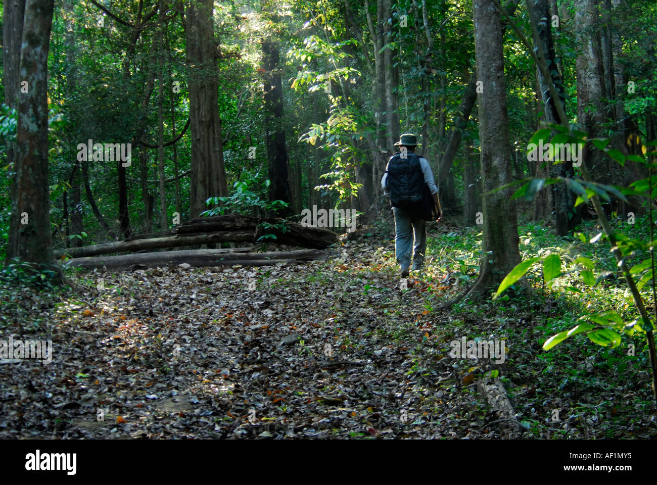 A WALK IN THE JUNGLE CHIMMINI SANCTUARY THRISSUR Stock Photo - Alamy