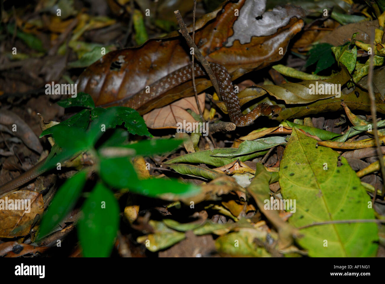 Common keelback snake hi-res stock photography and images - Alamy