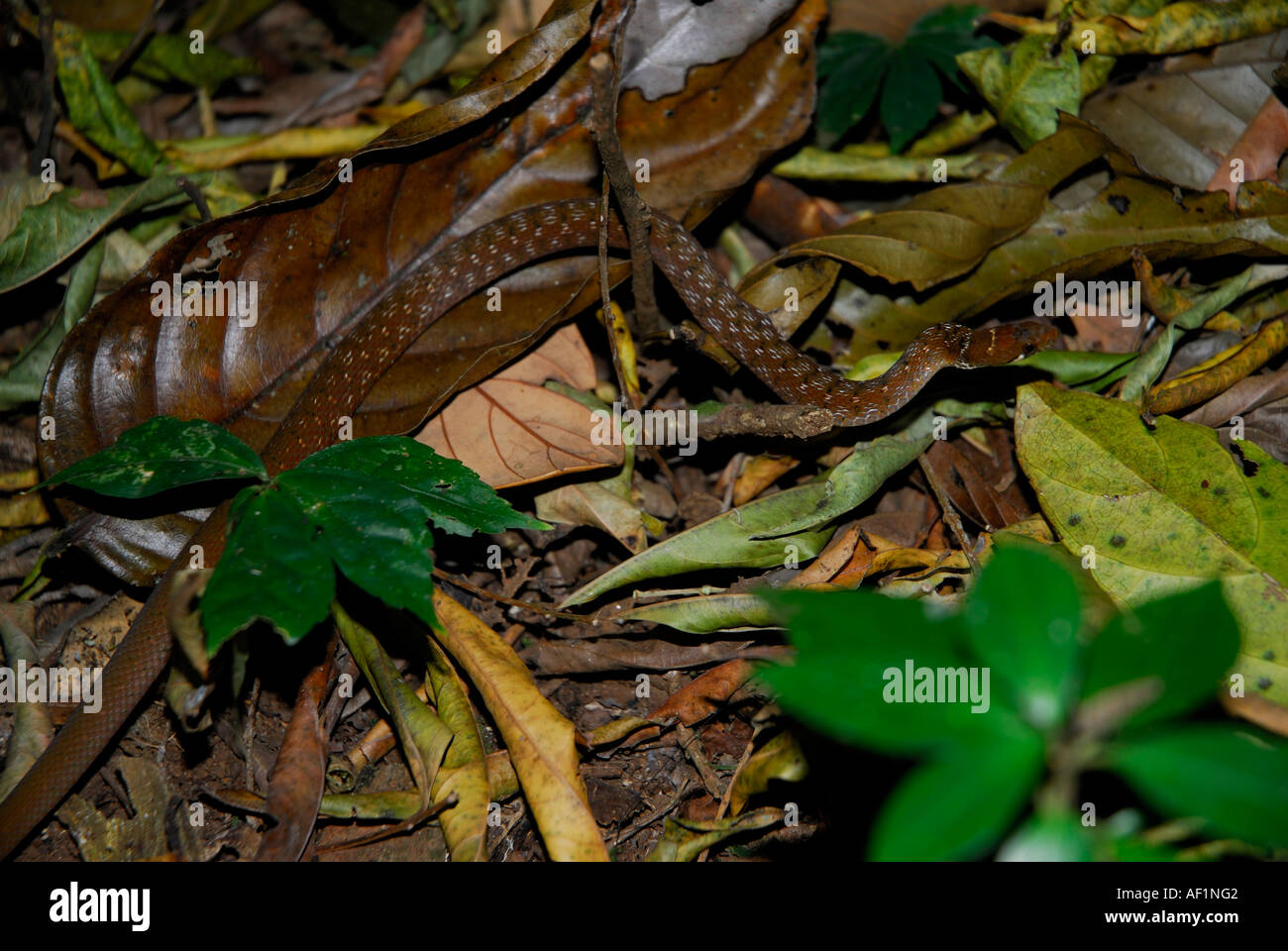 COMMON KEELBACK SNAKE CHIMMINI SANCTUARY THRISSUR Stock Photo - Alamy